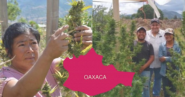 La Dosis - Campesinos de Oaxaca comienzan a sembrar marihuana de forma ...