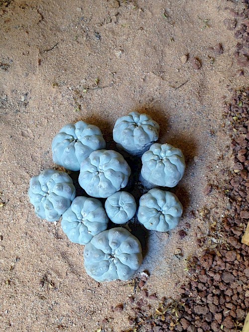 Peyote y Mescalina. Una dosis breve - La Dosis