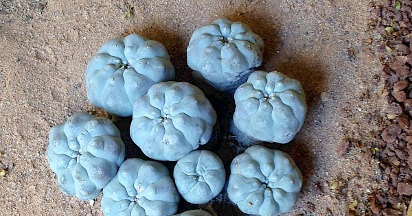 La Dosis - Una dosis de mescalina colonial. Usos del peyote en la Nueva ...